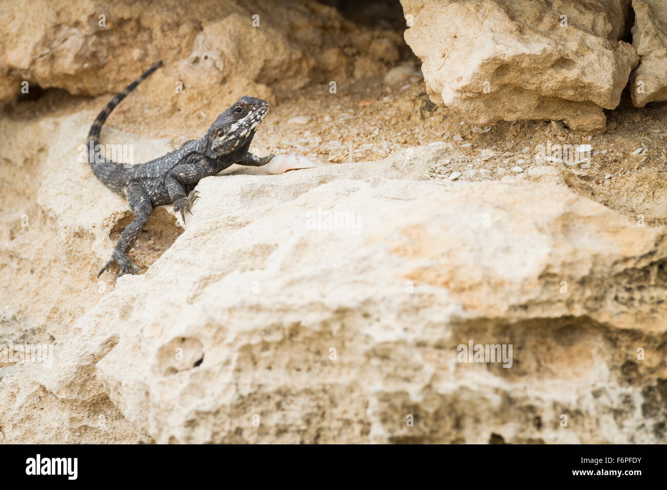 Starred Agama (Stellagama stellio) on rocky habitat. Israel Stock Photo ...