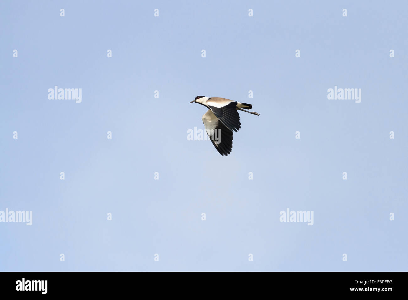 Spur-winged Lapwing (Vanellus spinosus) in flight. Hula Valley. Israel ...