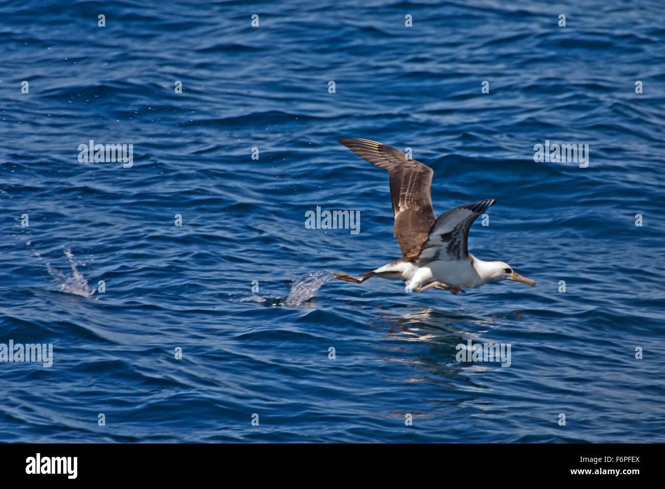 Laysan Albatross, Phoebastria immutabilis taking off Stock Photo - Alamy