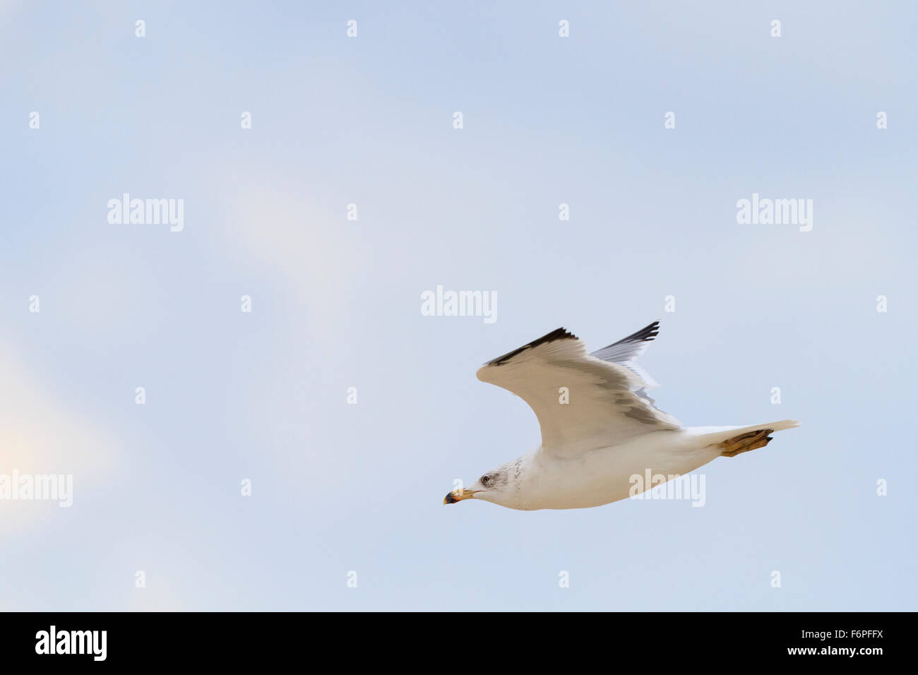Yellow-legged Gull (Larus michahellis) in flight. Israel Stock Photo ...