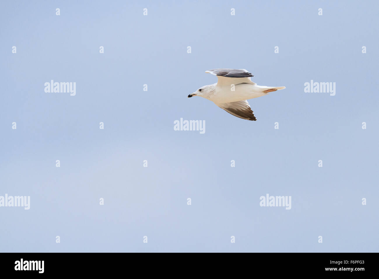 Yellow-legged Gull (Larus michahellis) in flight. Israel Stock Photo ...