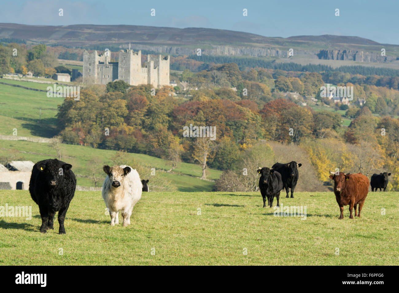Traditional British cattle in wensleydale countryside, with Castle ...