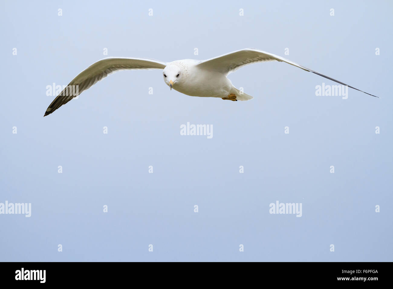 Yellow-legged Gull (Larus michahellis) in flight. Israel Stock Photo ...