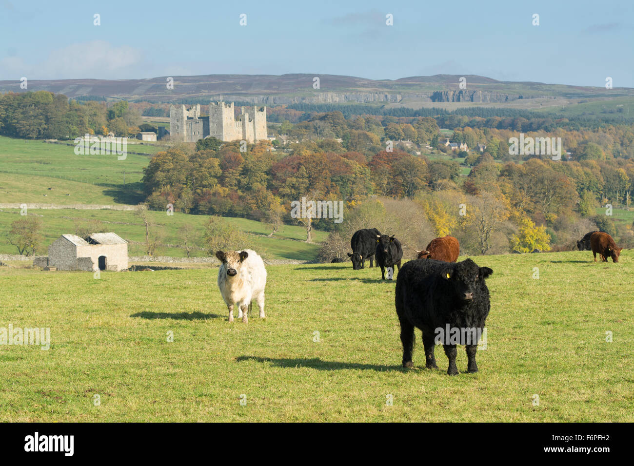 Traditional British cattle in wensleydale countryside, with Castle ...