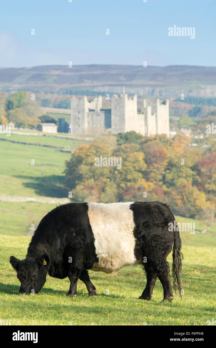 Traditional British cattle in wensleydale countryside, with Castle ...