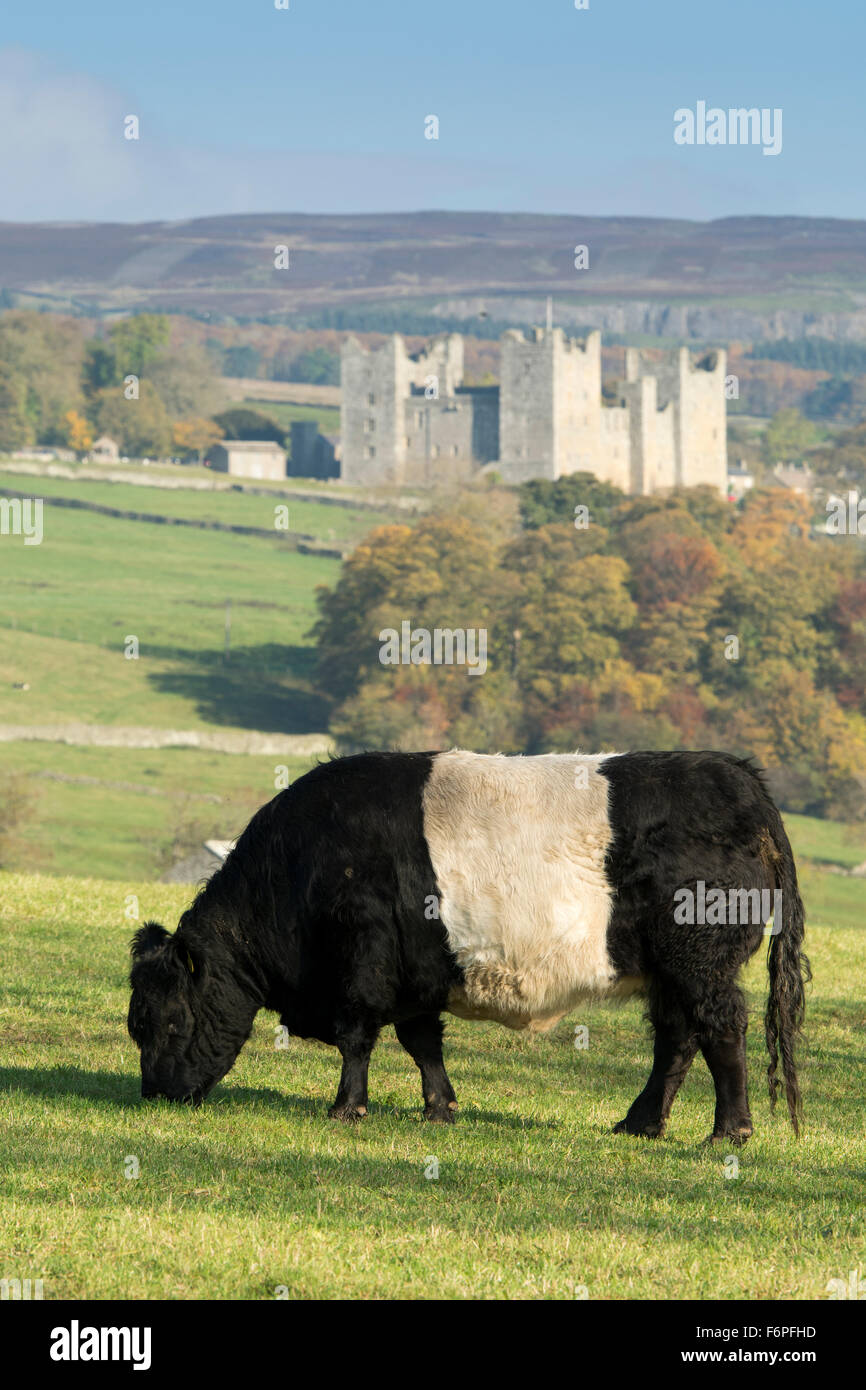 Traditional British cattle in wensleydale countryside, with Castle ...