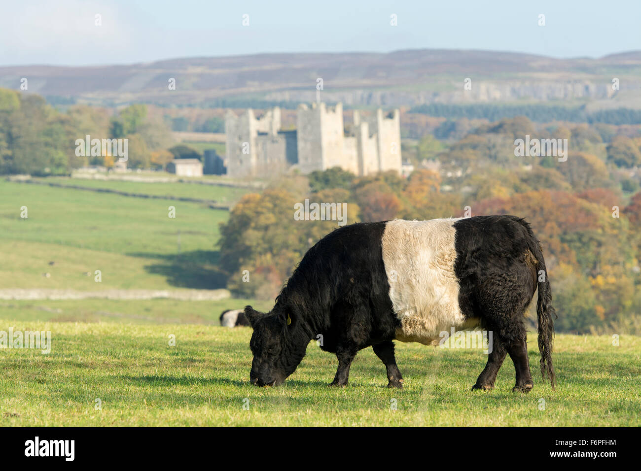 Traditional British cattle in wensleydale countryside, with Castle ...