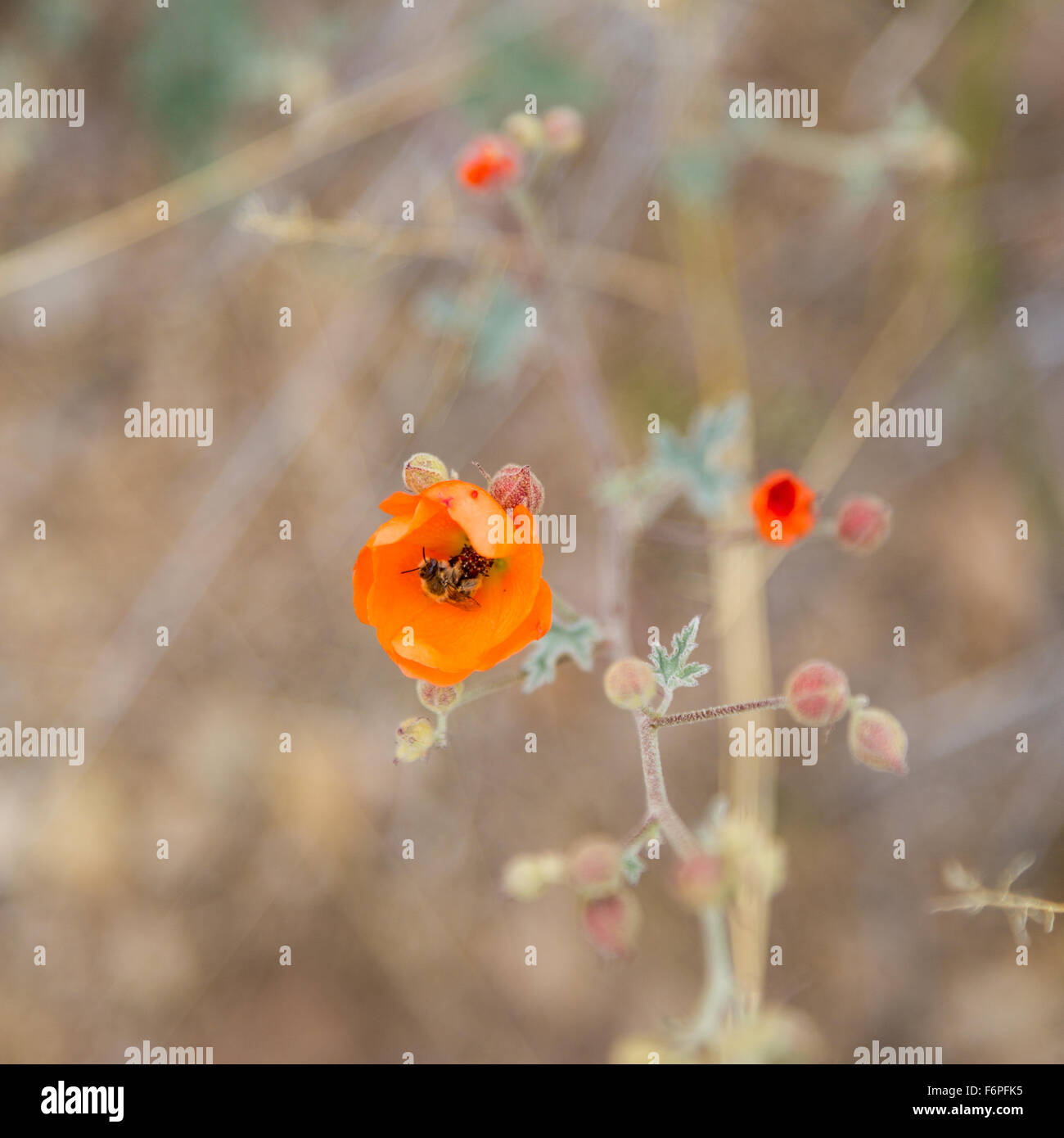 A bee explores an orange globe mallow for pollination, Coronado ...