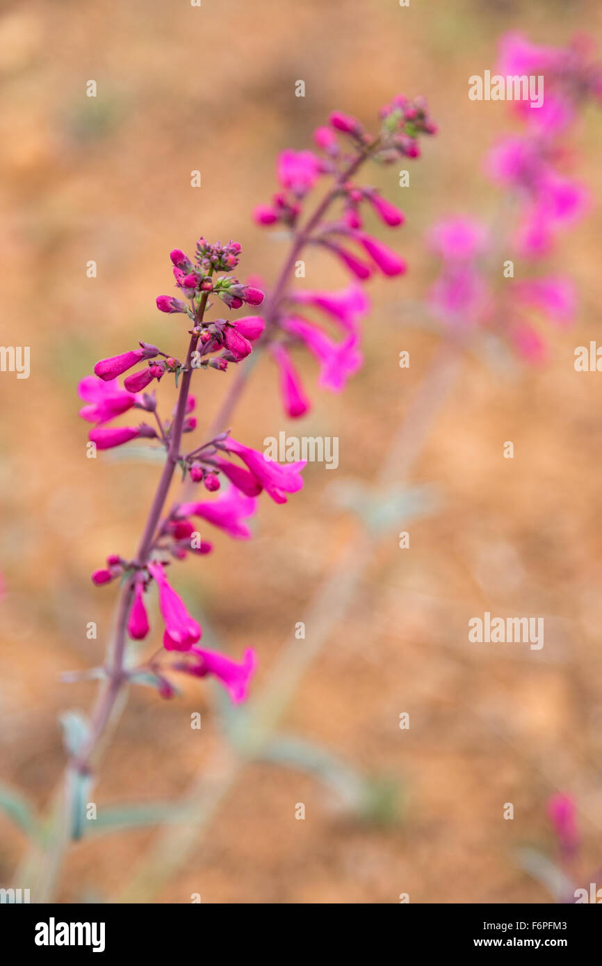 Perry's penstemon wildflowers blooming in the Arizona desert, Coronado ...