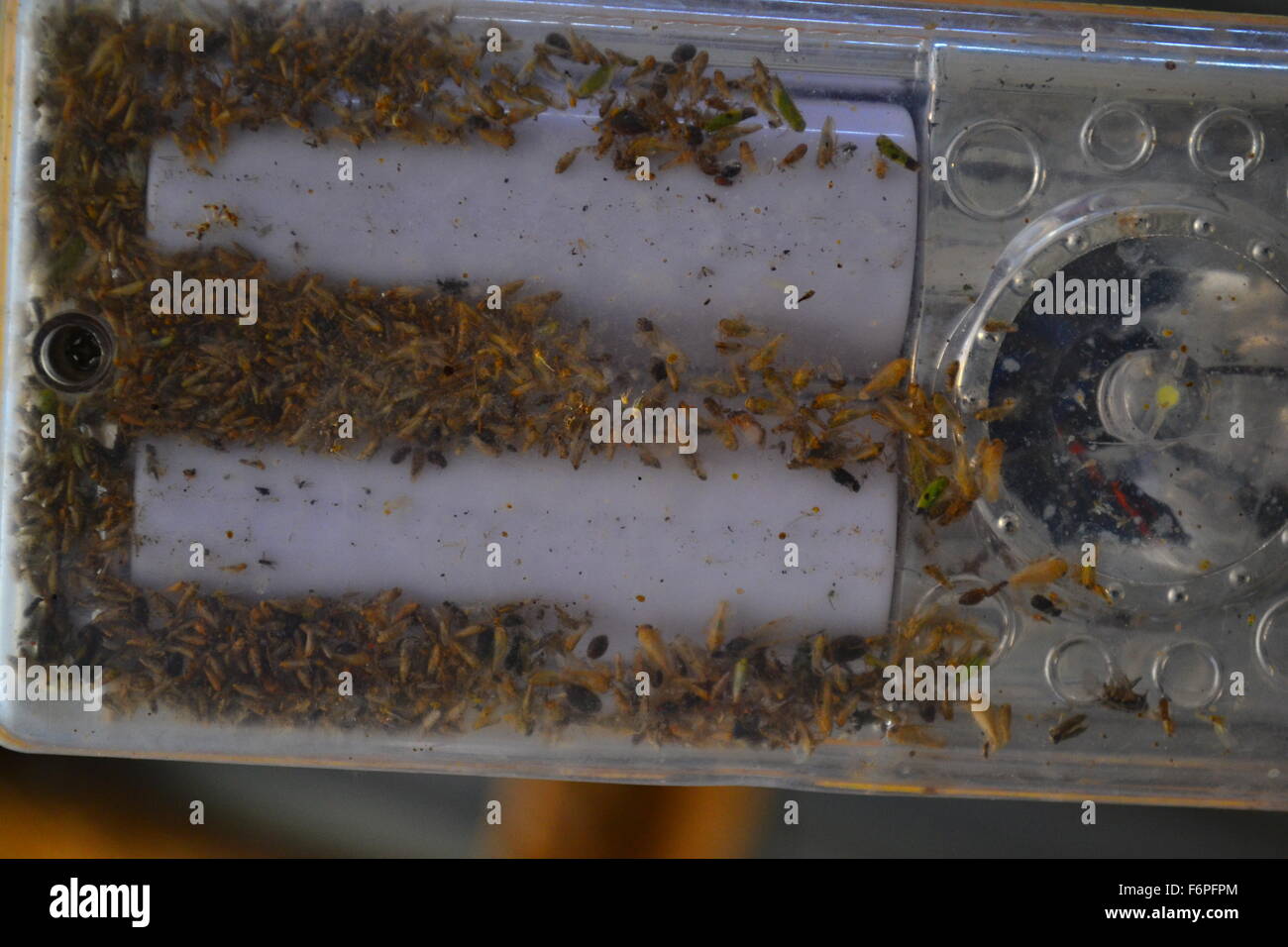 Seasonal insects hi-res stock photography and images - Alamy