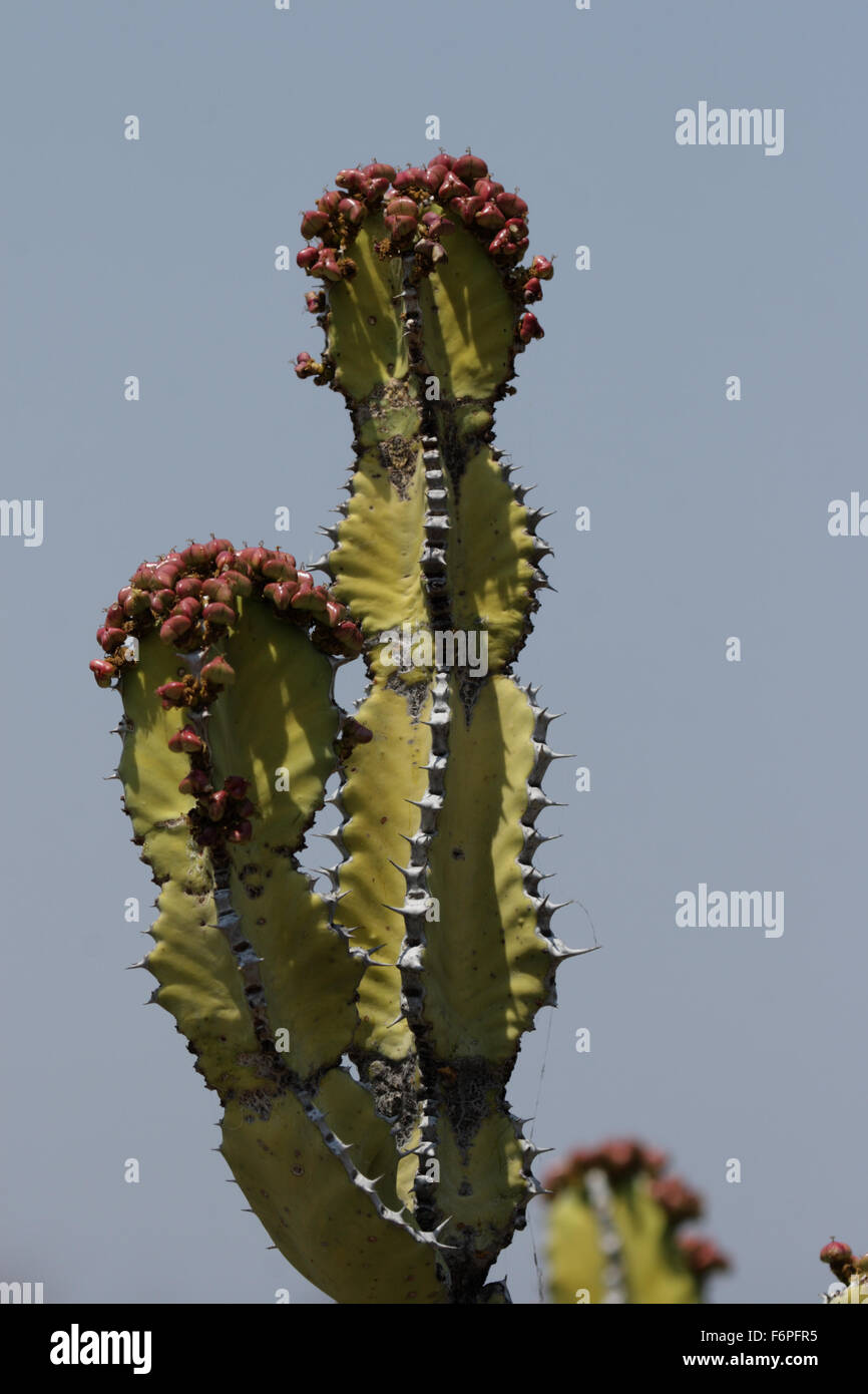 Close up of a Cactus in Namibia Stock Photo - Alamy