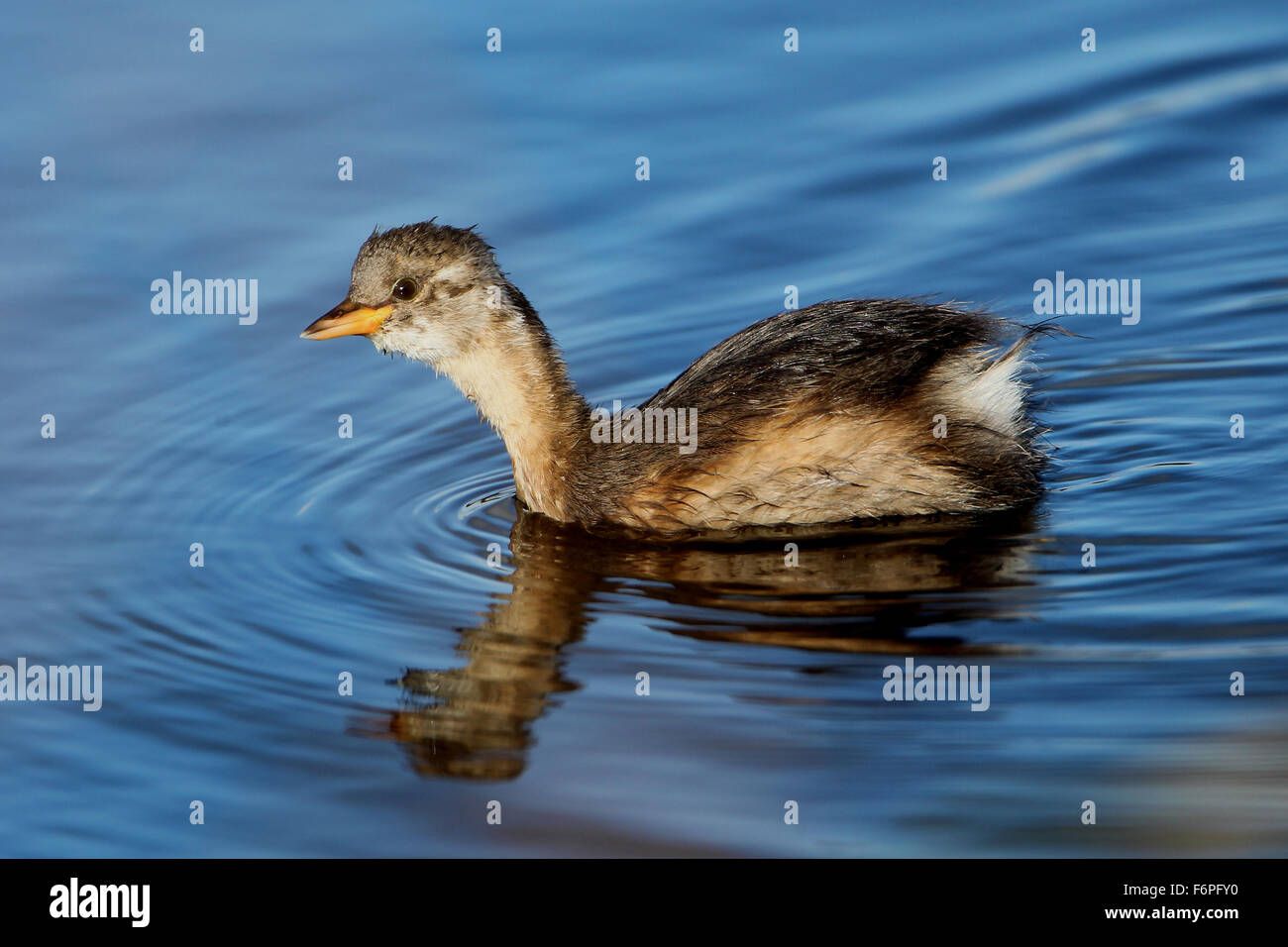 Cute little grebe tachybaptus hi-res stock photography and images - Alamy