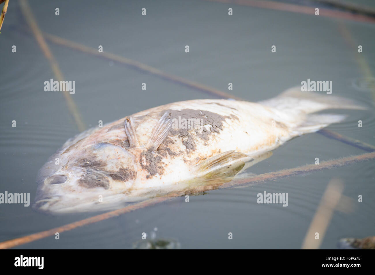 Dead fish floats in a pond. Israel Stock Photo - Alamy