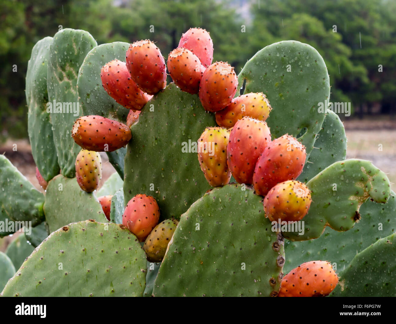 Kaktusfrucht in Kreta Stock Photo, Royalty Free Image: 90235485 - Alamy