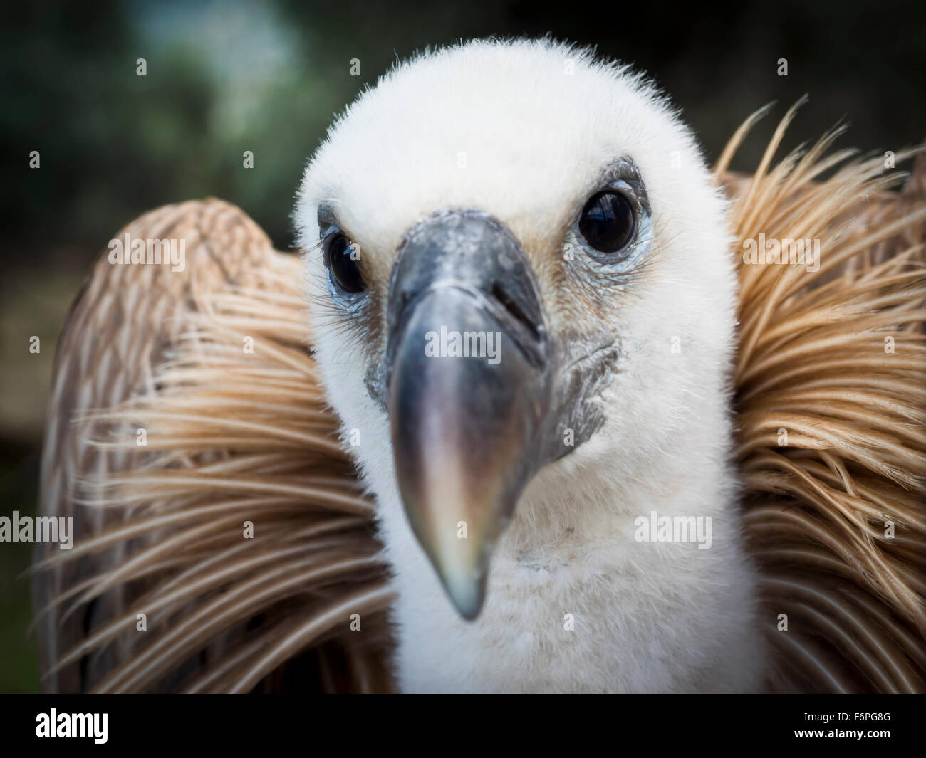 Geier in Kreta Stock Photo - Alamy