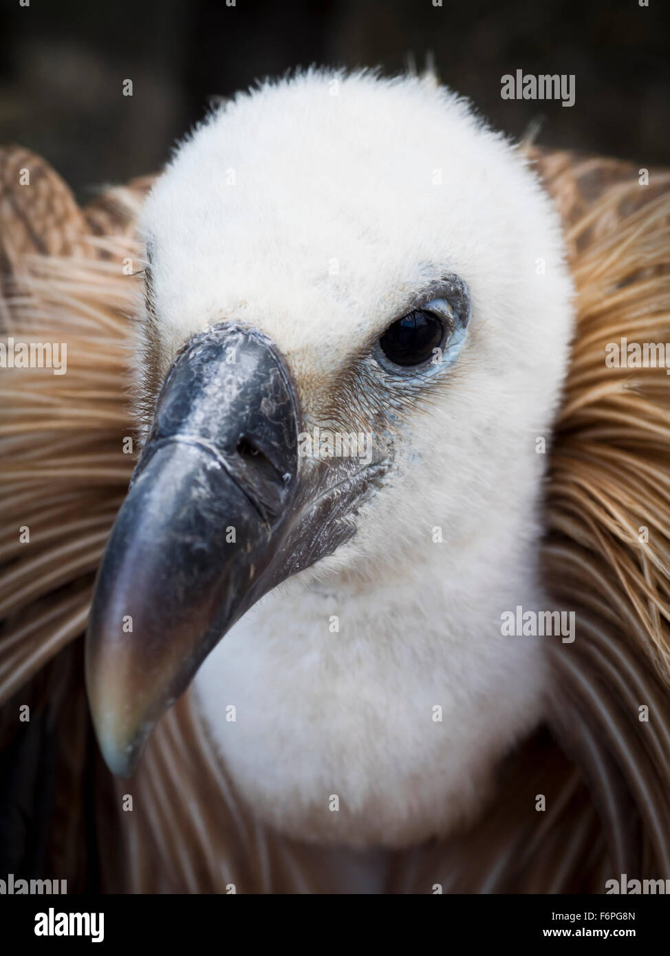 Geier in Kreta Stock Photo - Alamy