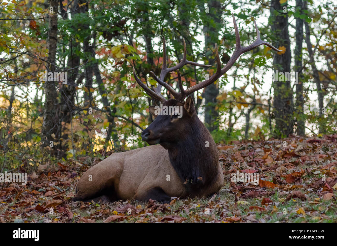 A bull elk with large antlers rests in a patch of fallen autumn leaves ...