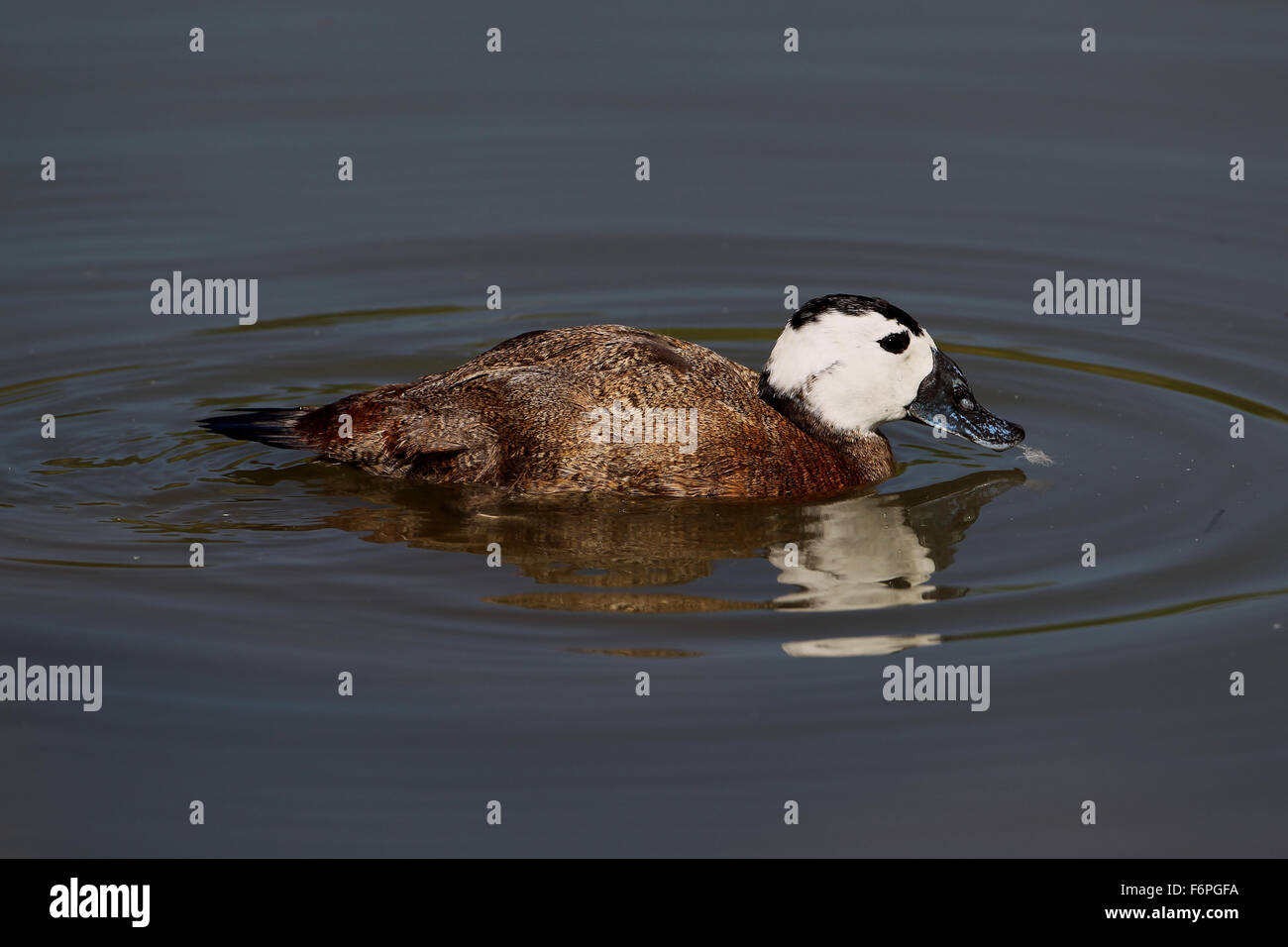 Blue headed duck hi-res stock photography and images - Alamy
