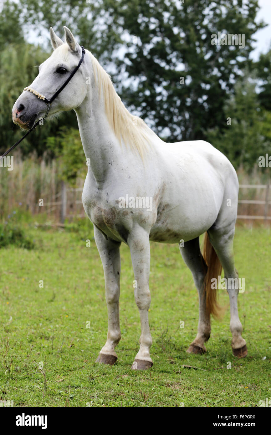 Beautiful thoroughbred horse standing at farm against natural ...
