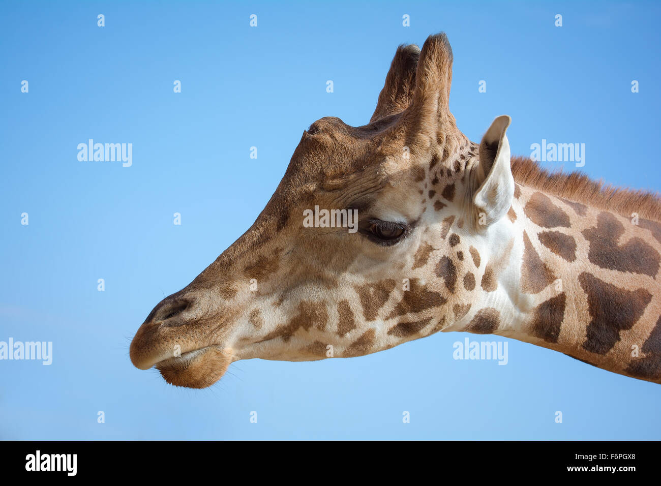 Giraffe nose hi-res stock photography and images - Alamy