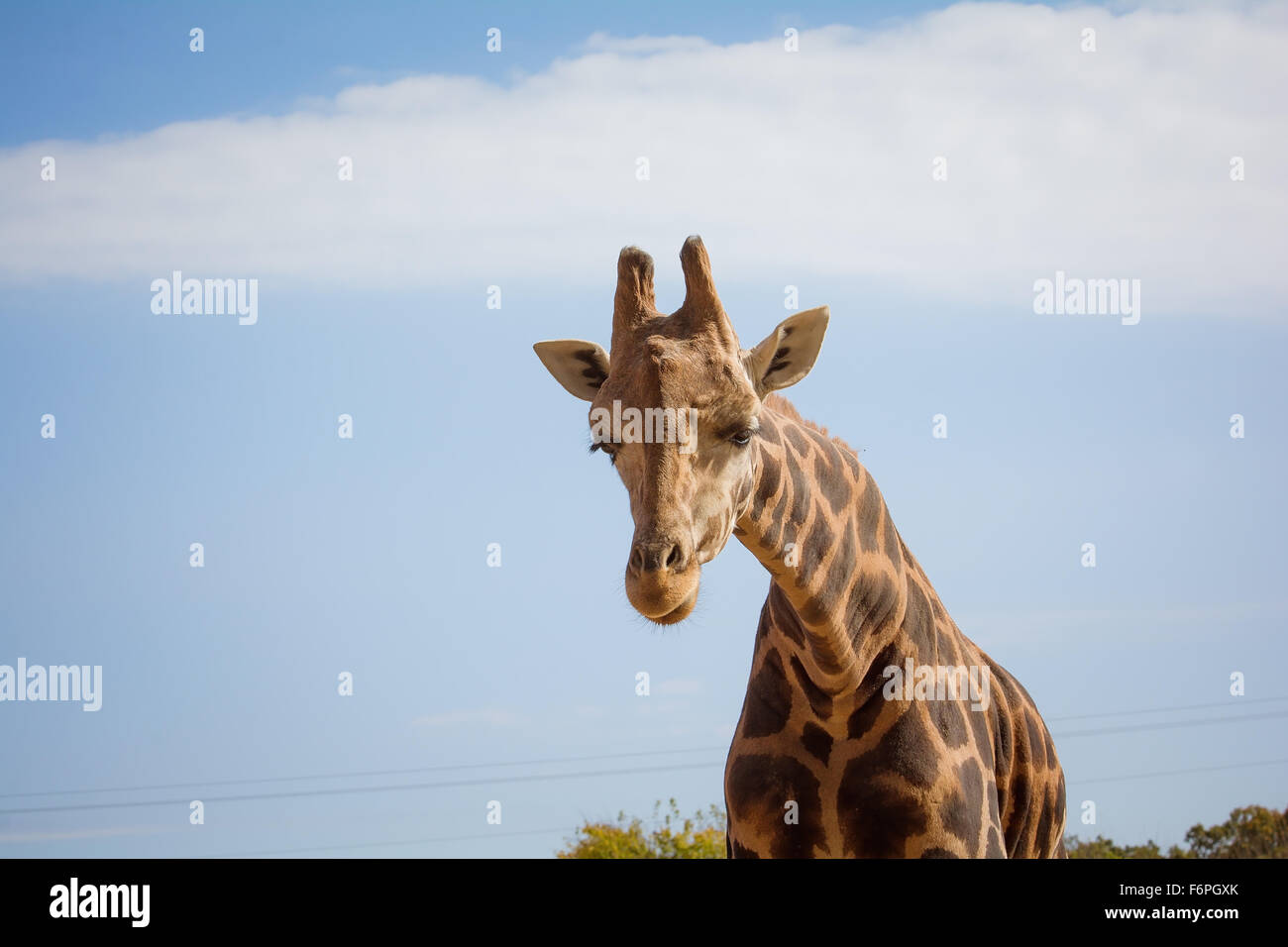 Giraffe nose hi-res stock photography and images - Alamy