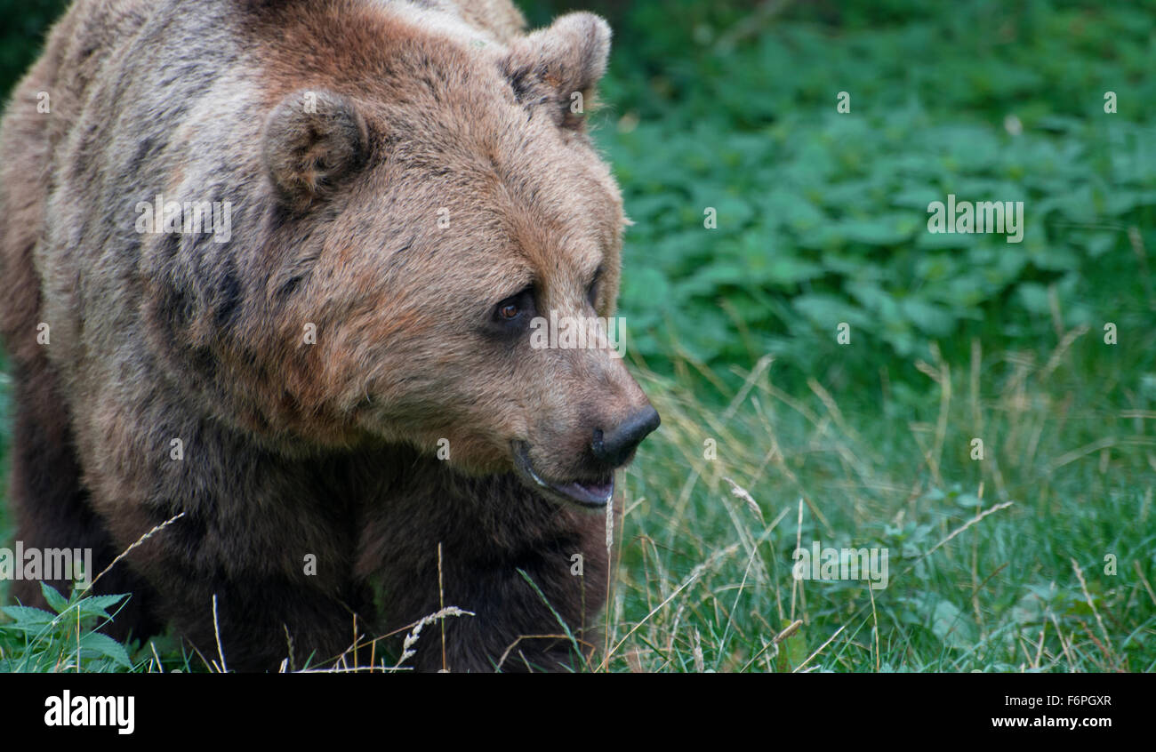Calm bear hi-res stock photography and images - Alamy