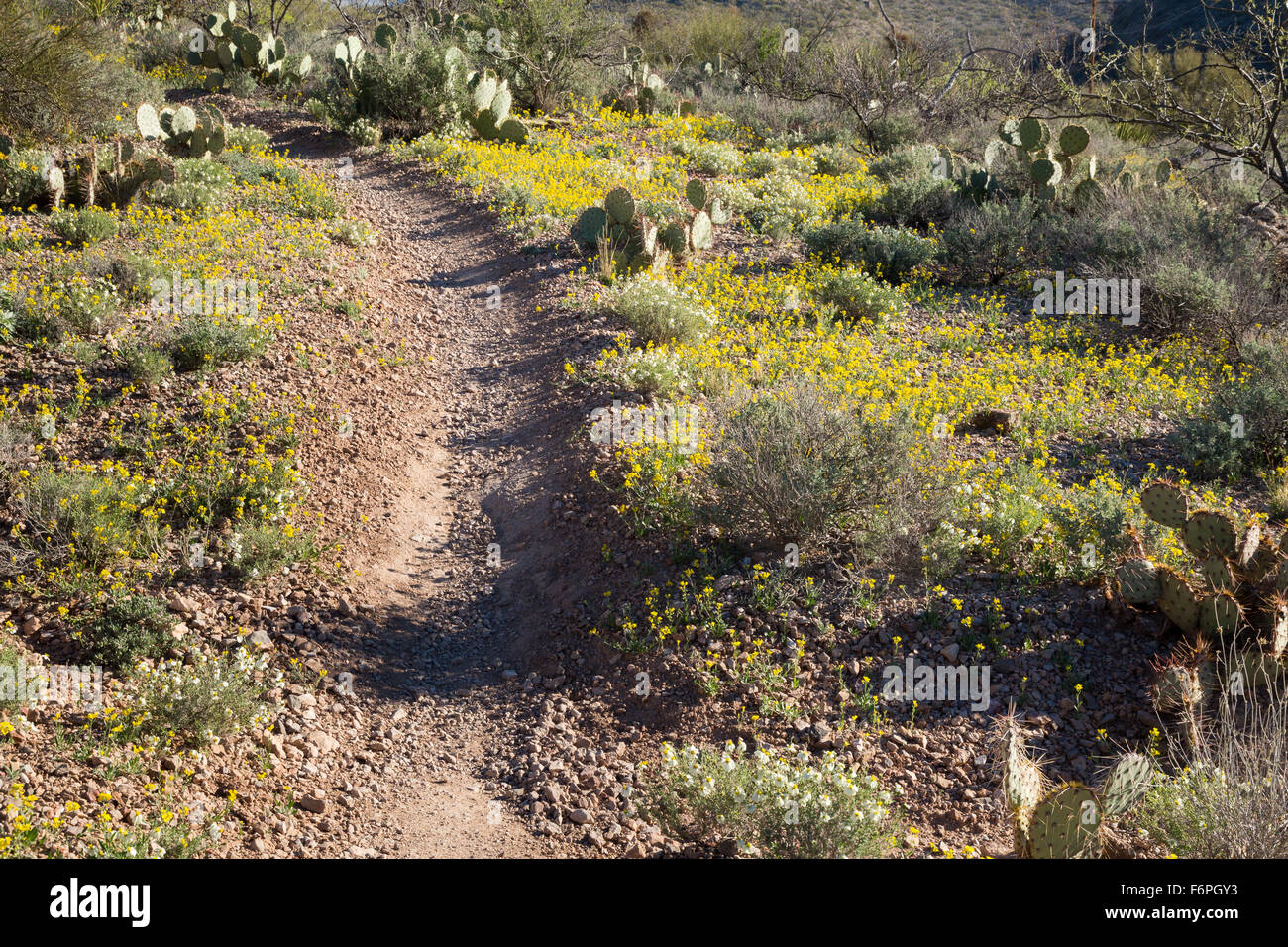 The Arizona Trail passing Sonoran Desert wildflowers, Arizona Stock ...