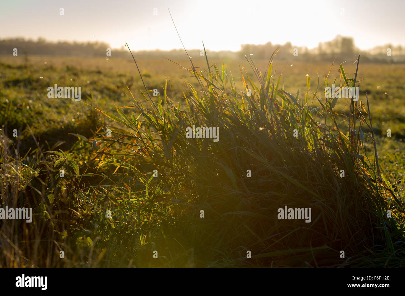 Sunrise insects hi-res stock photography and images - Alamy