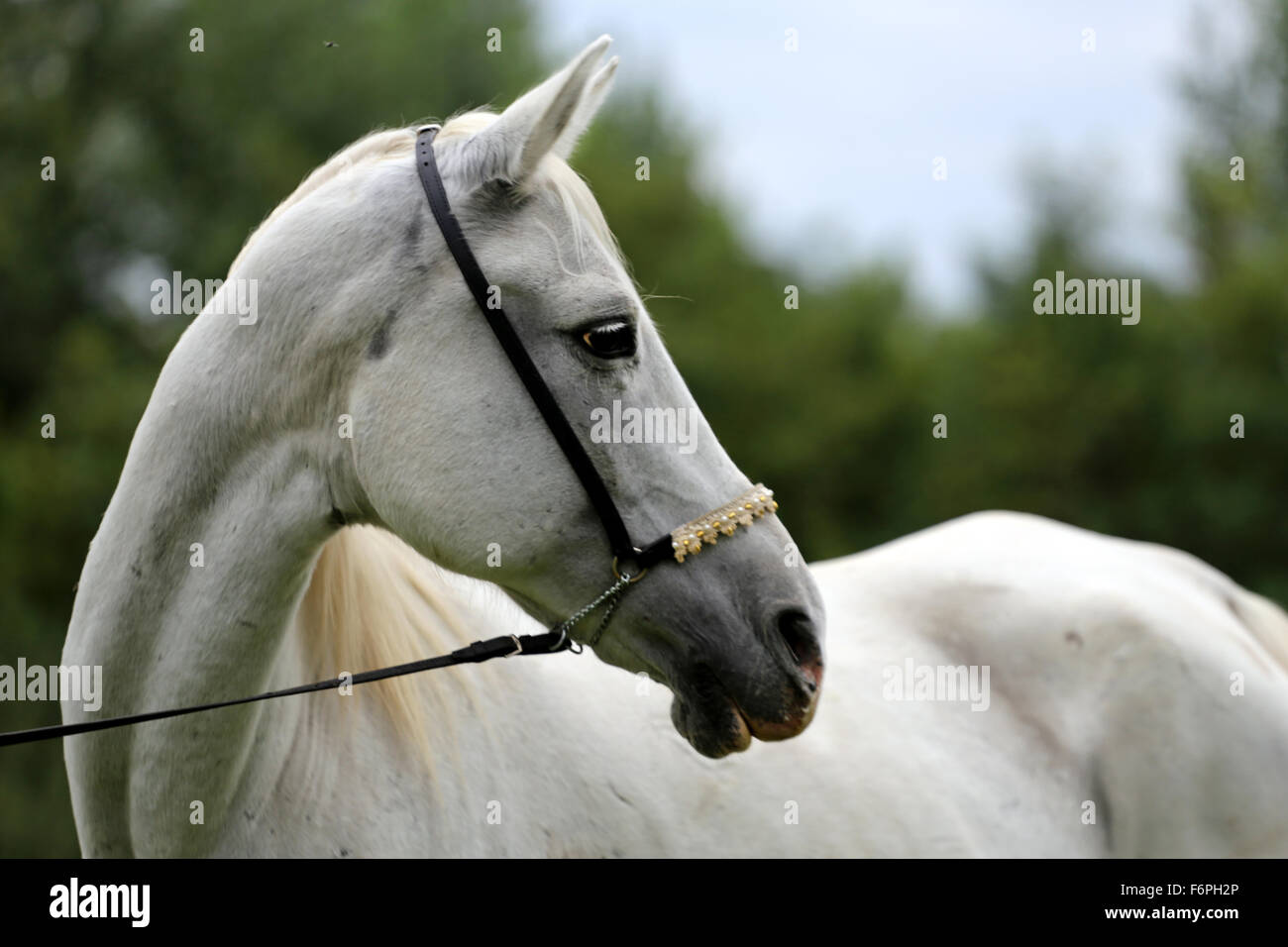 Side view portrait of a grey colored arabian mare Stock Photo - Alamy