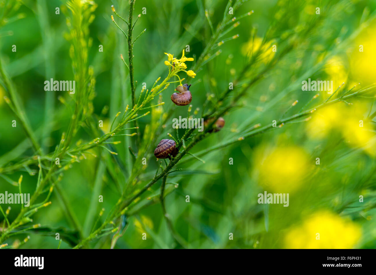 Snails In Nature Stock Photo - Alamy