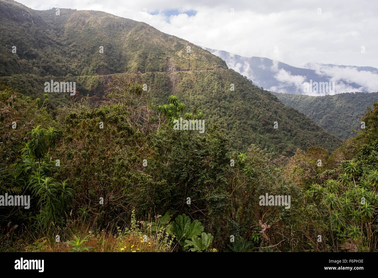 view of Yanacocha reserve, Andes, Ecuador, South America Stock Photo ...