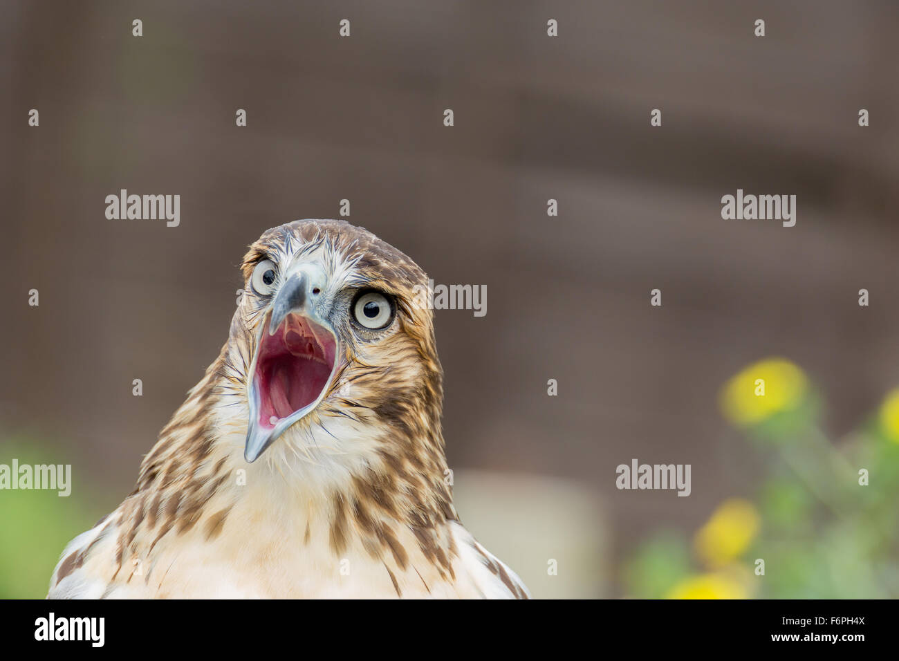 Close up of screeching bird of prey Stock Photo - Alamy