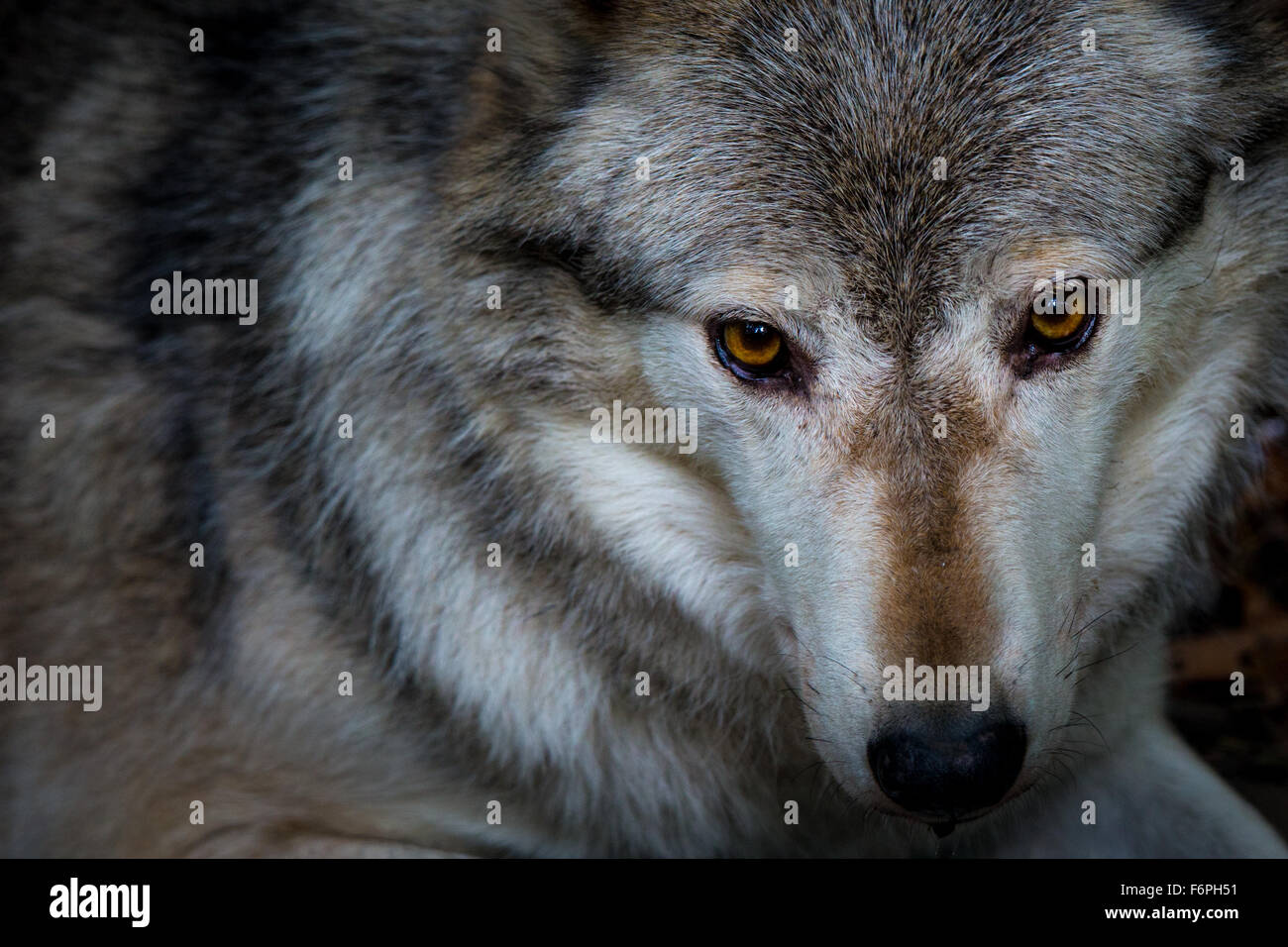 Grey timber hi-res stock photography and images - Alamy