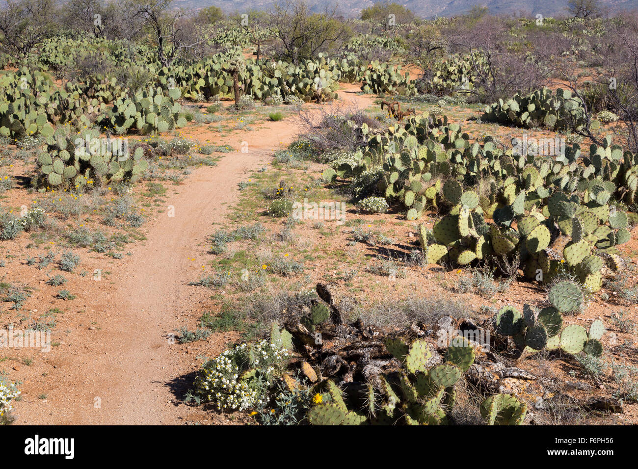 Prickly pear cactus arizona hi-res stock photography and images - Alamy