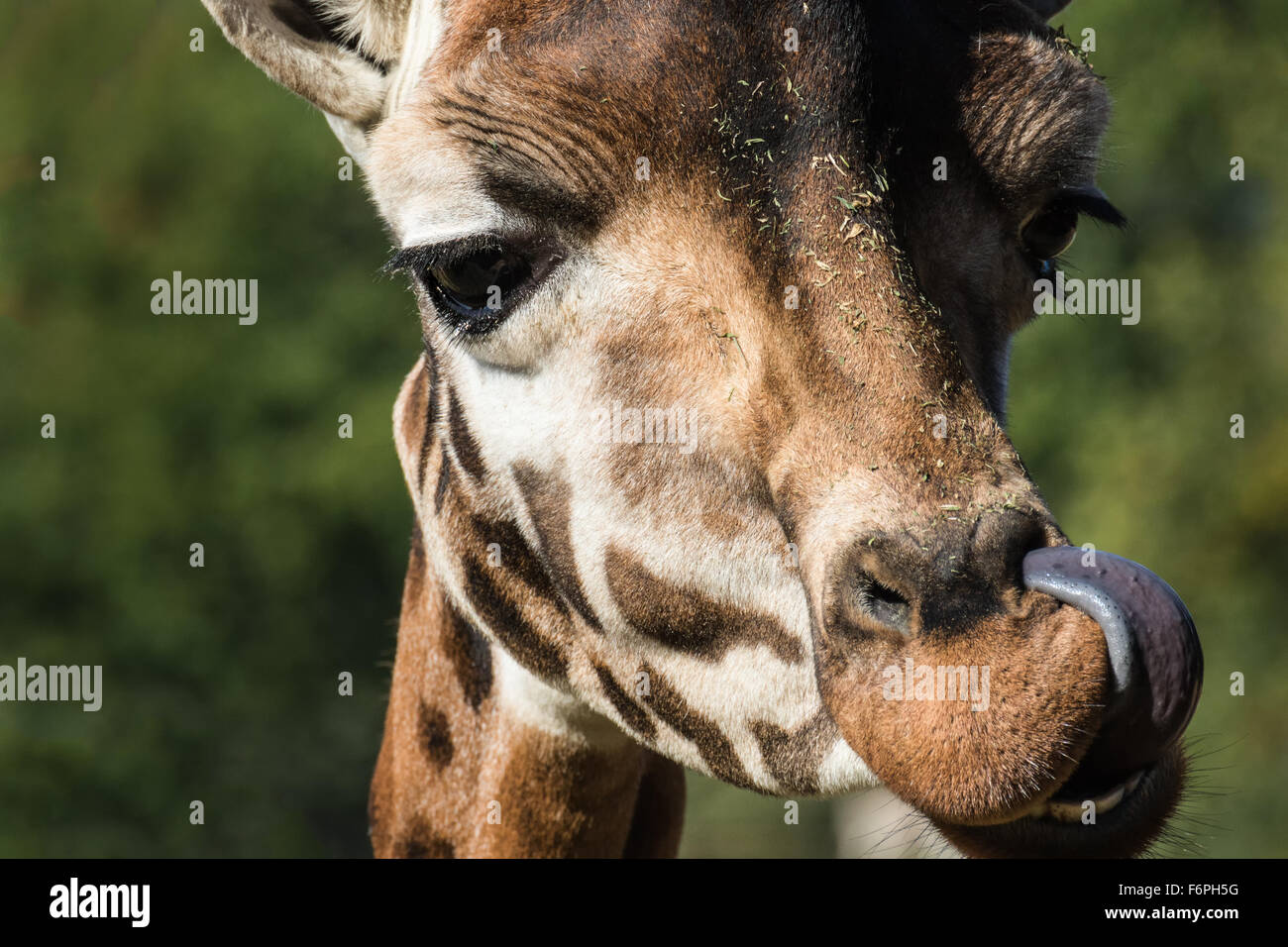 Close up portrait of giraffe Stock Photo - Alamy