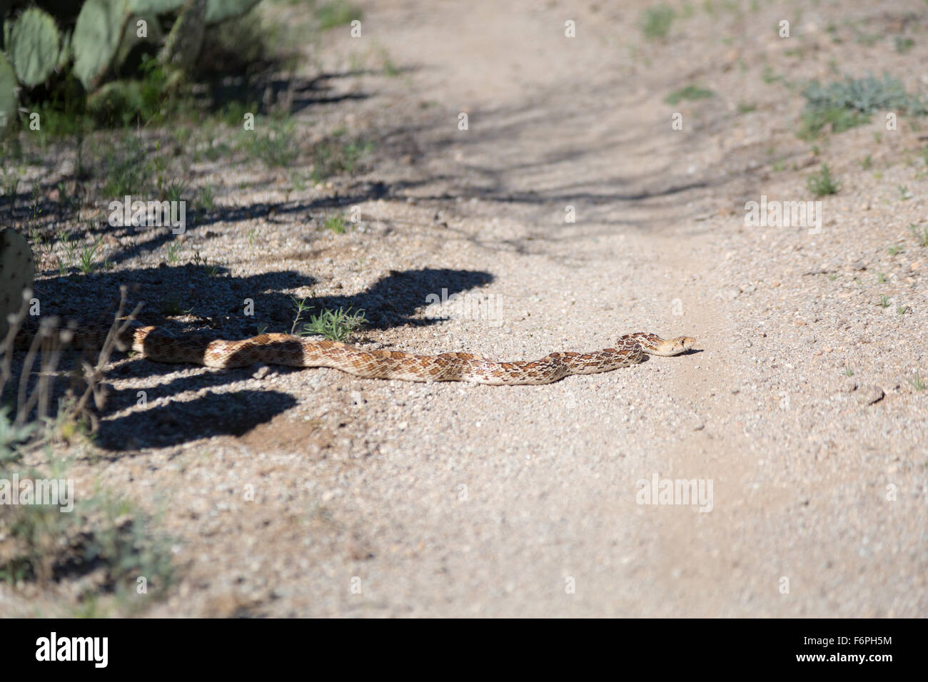 A gophersnake stretched out into the Arizona Trail, Arizona Stock Photo ...