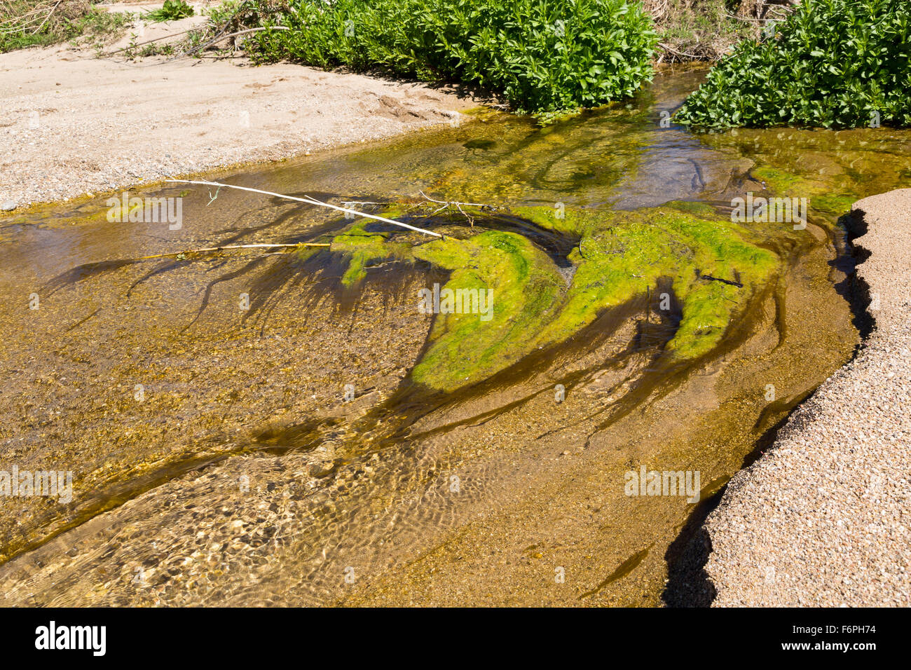 Algae growing in Rincon Creek, Arizona Stock Photo - Alamy