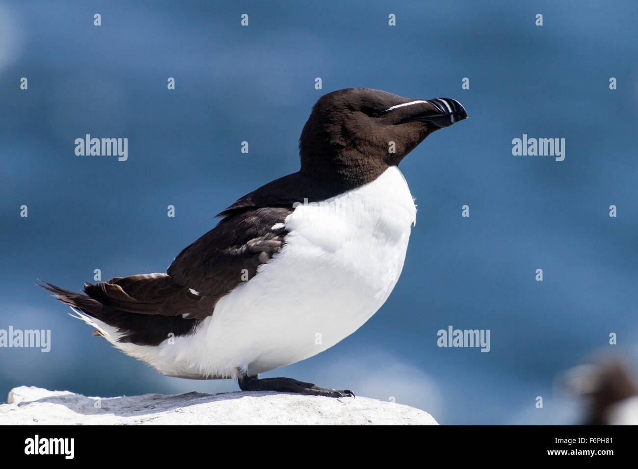 Razorbill (Alca torda) adult in breeding season standing on cliff ...