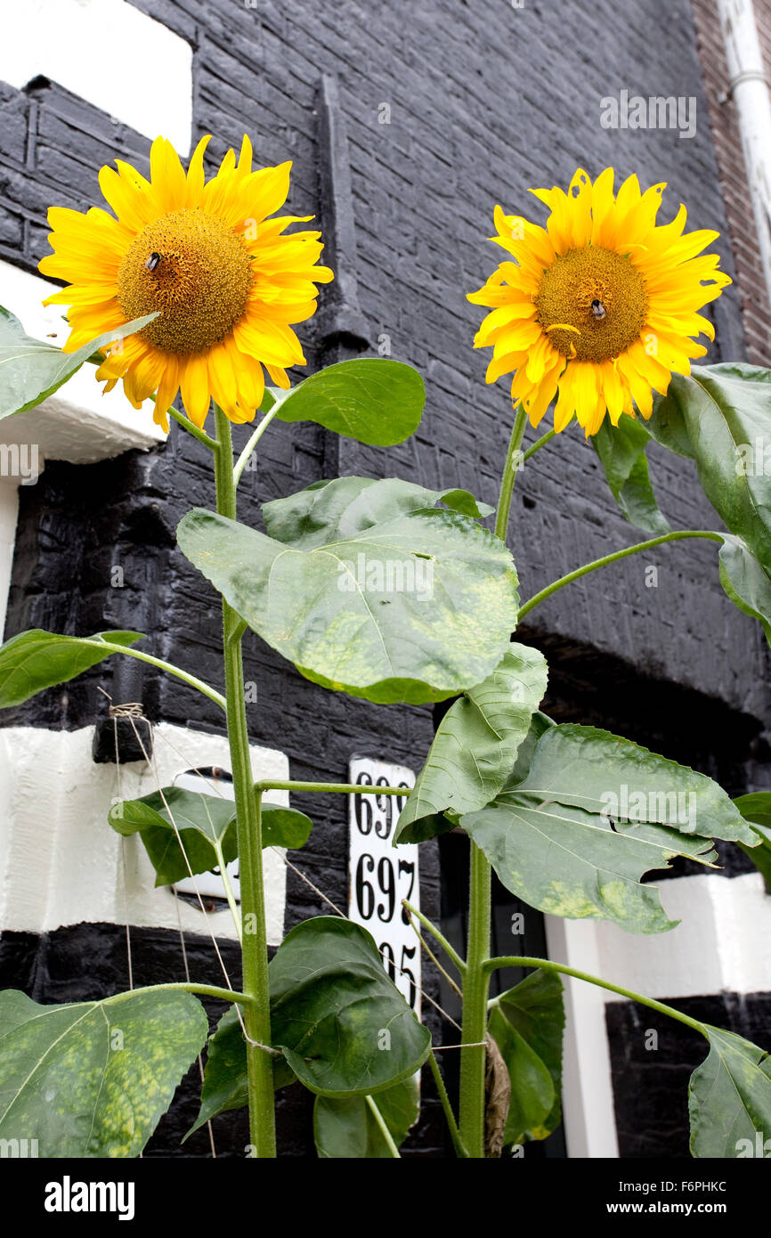 Dutch netherlands sunflowers hi-res stock photography and images - Alamy