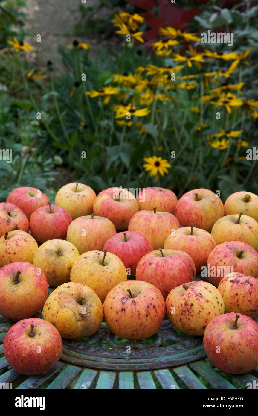 Ripe eating apples, the sweet delicious fruit of the Apple tree “Malus ...