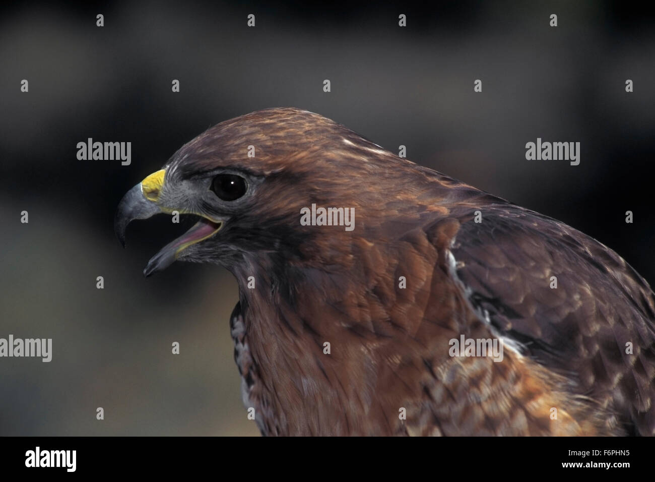Red-tailed Hawk (Buteo jamaicensis) Central Oregon Stock Photo - Alamy