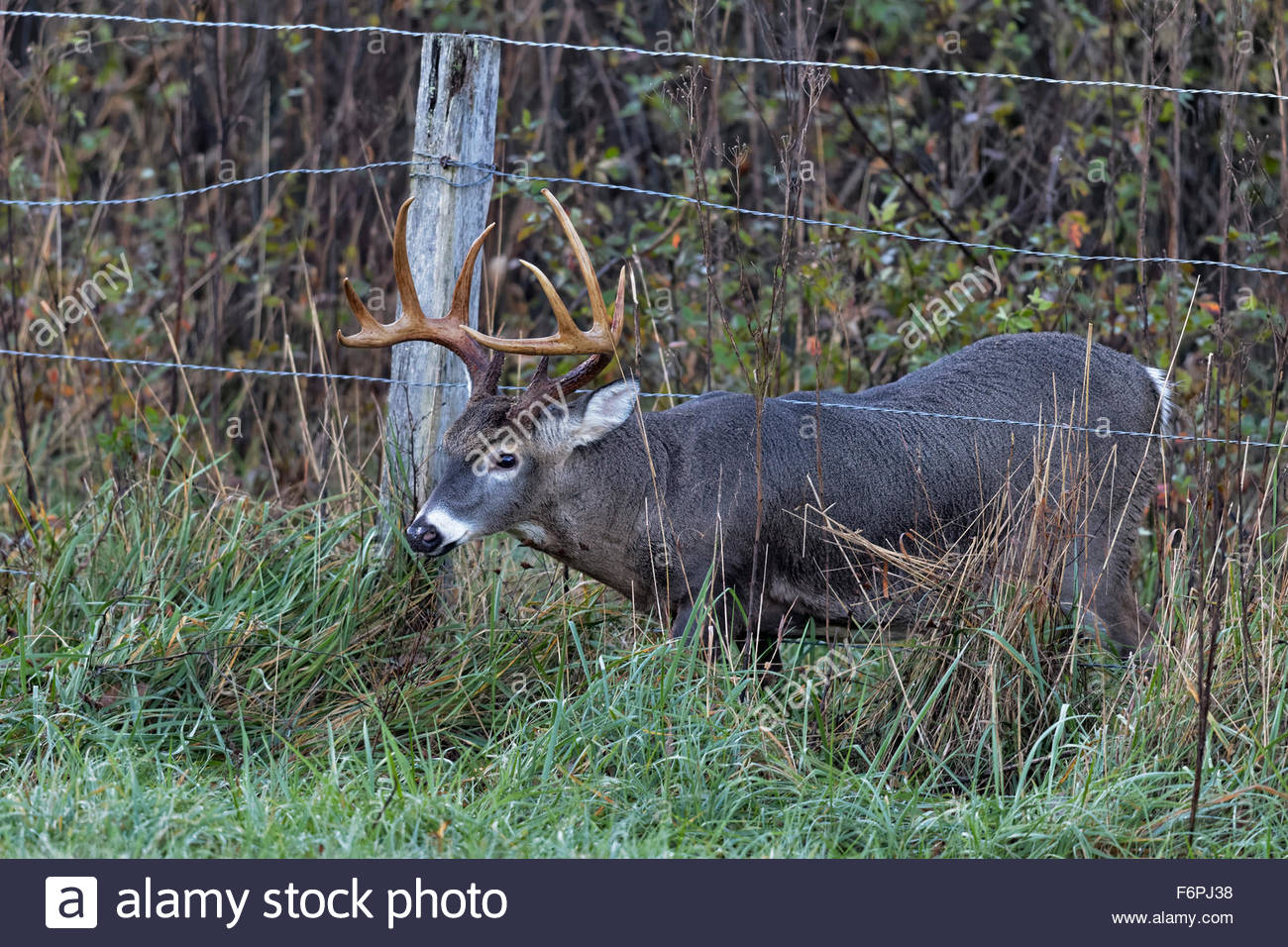 Buck Fence Stock Photos & Buck Fence Stock Images - Alamy