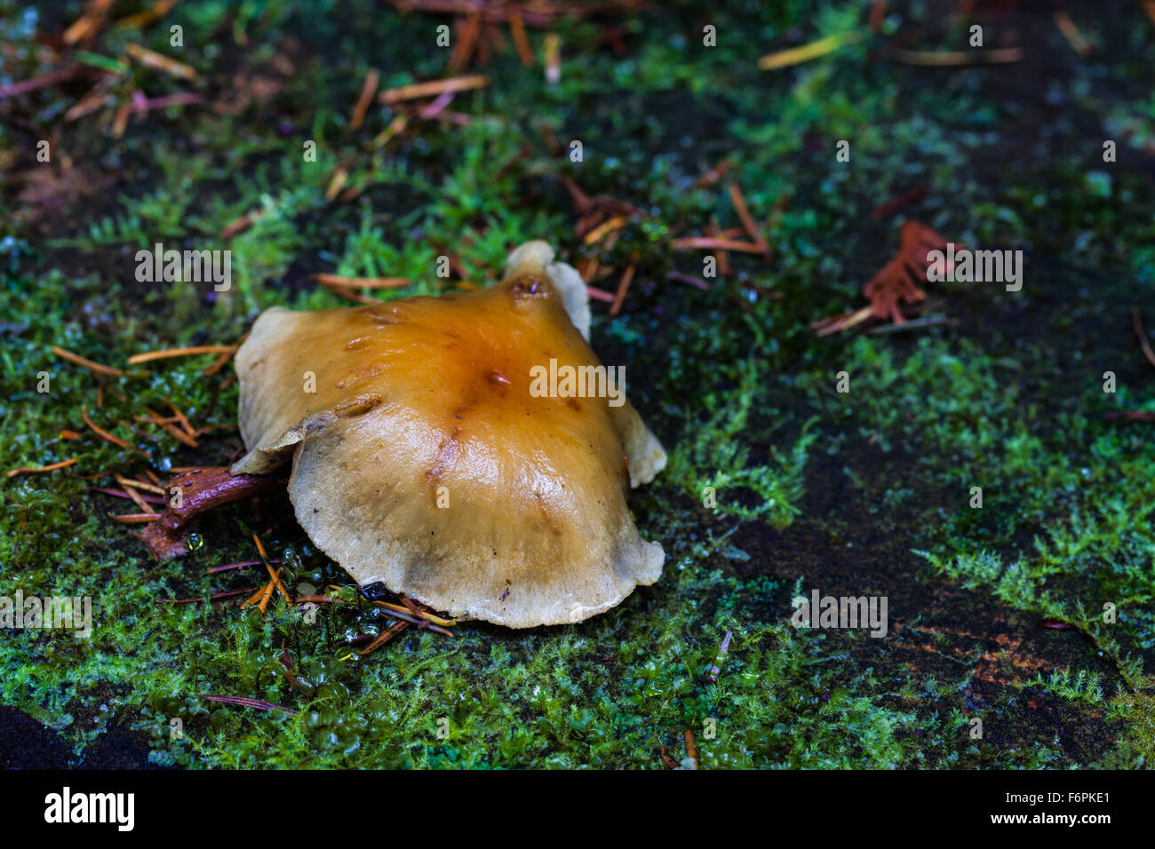 Decomposing mushroom on the stump of a Fir tree Stock Photo - Alamy