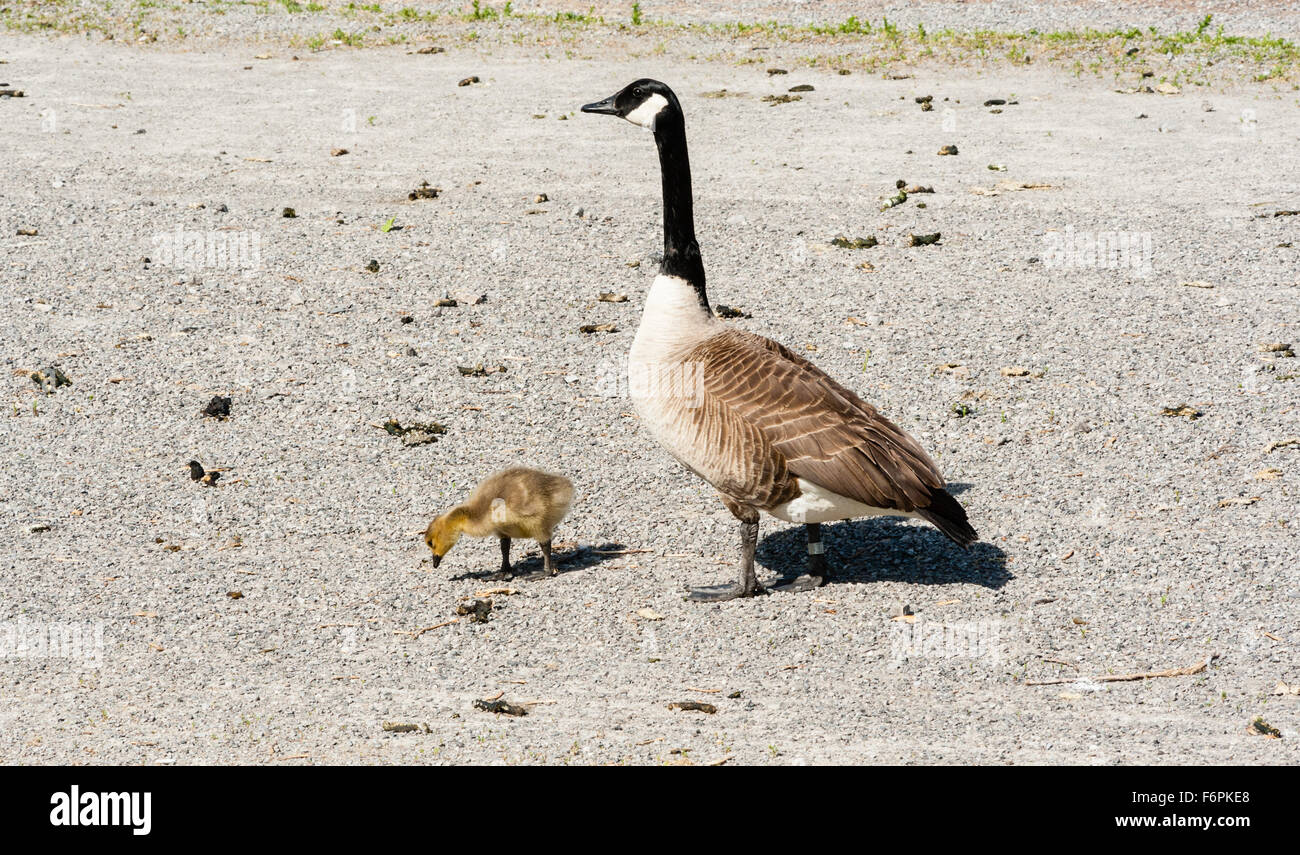 Single adult Canada Goose watching over one cute young gosling looking ...