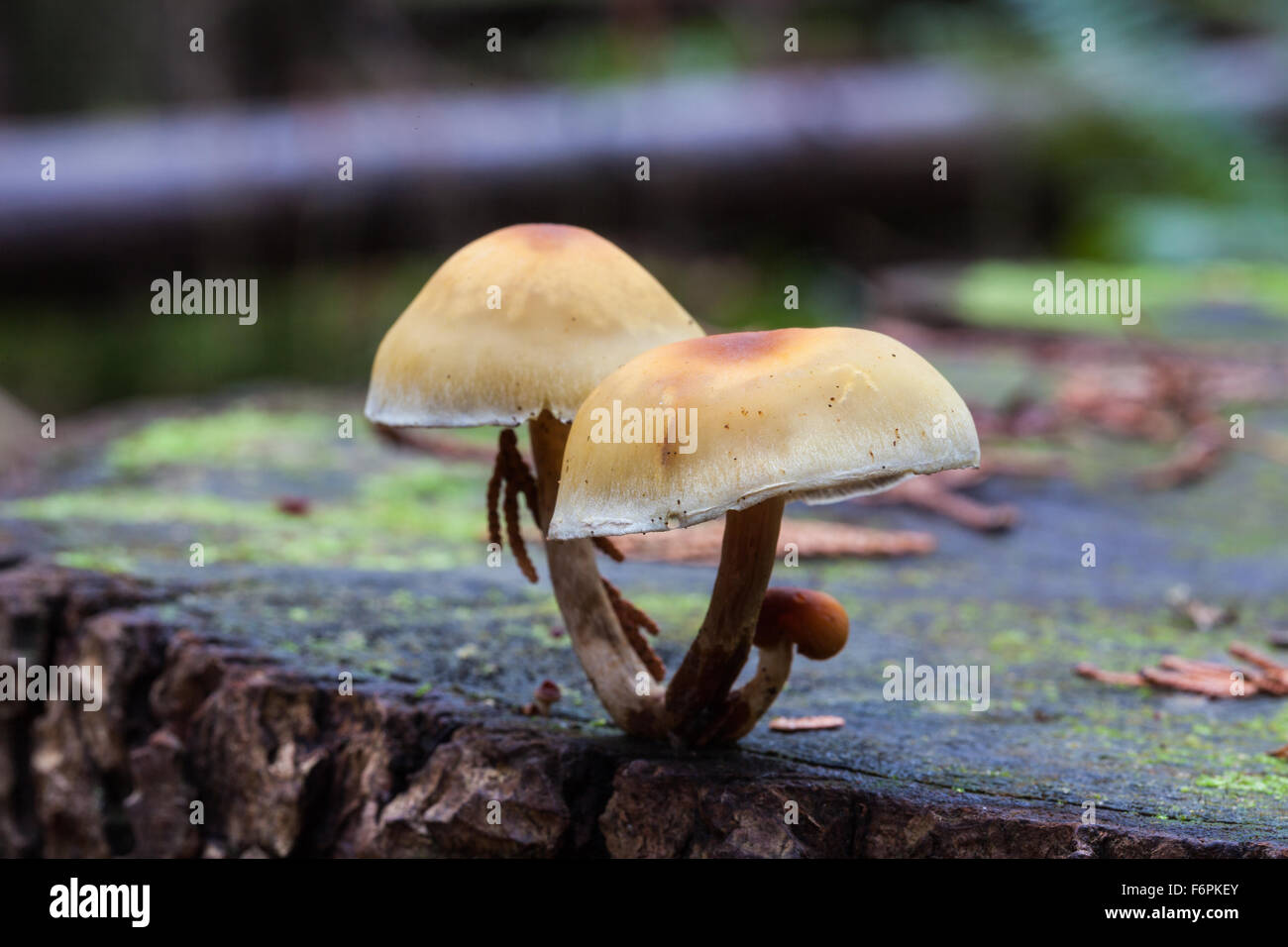 Mushrooms growing at the interface of bark and wood on a cut tree Stock ...