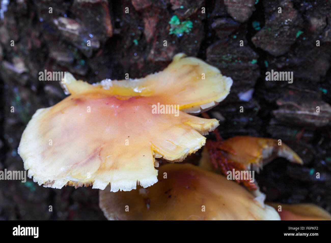 Coastal temperate rain forest hi-res stock photography and images - Alamy