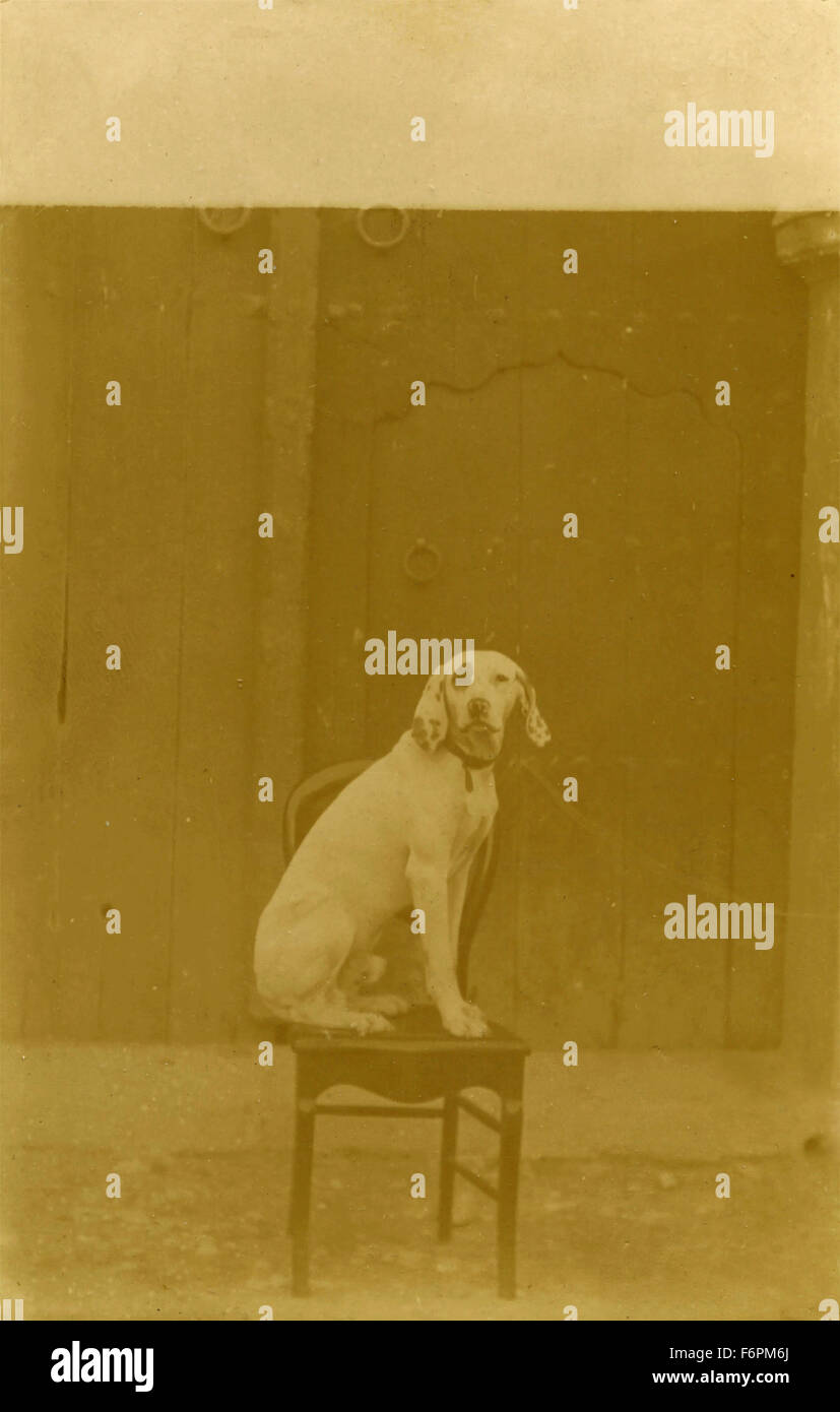 A dog sitting on a chair Stock Photo - Alamy