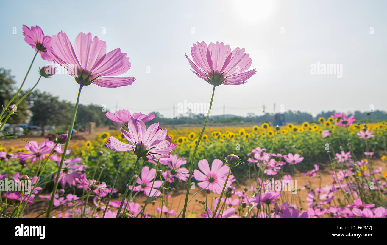 Beautiful flower hi-res stock photography and images - Alamy
