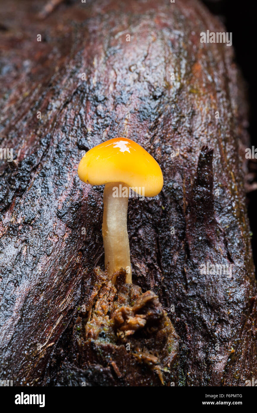 Small mushroom taking root in an exposed root system of a cedar tree in ...