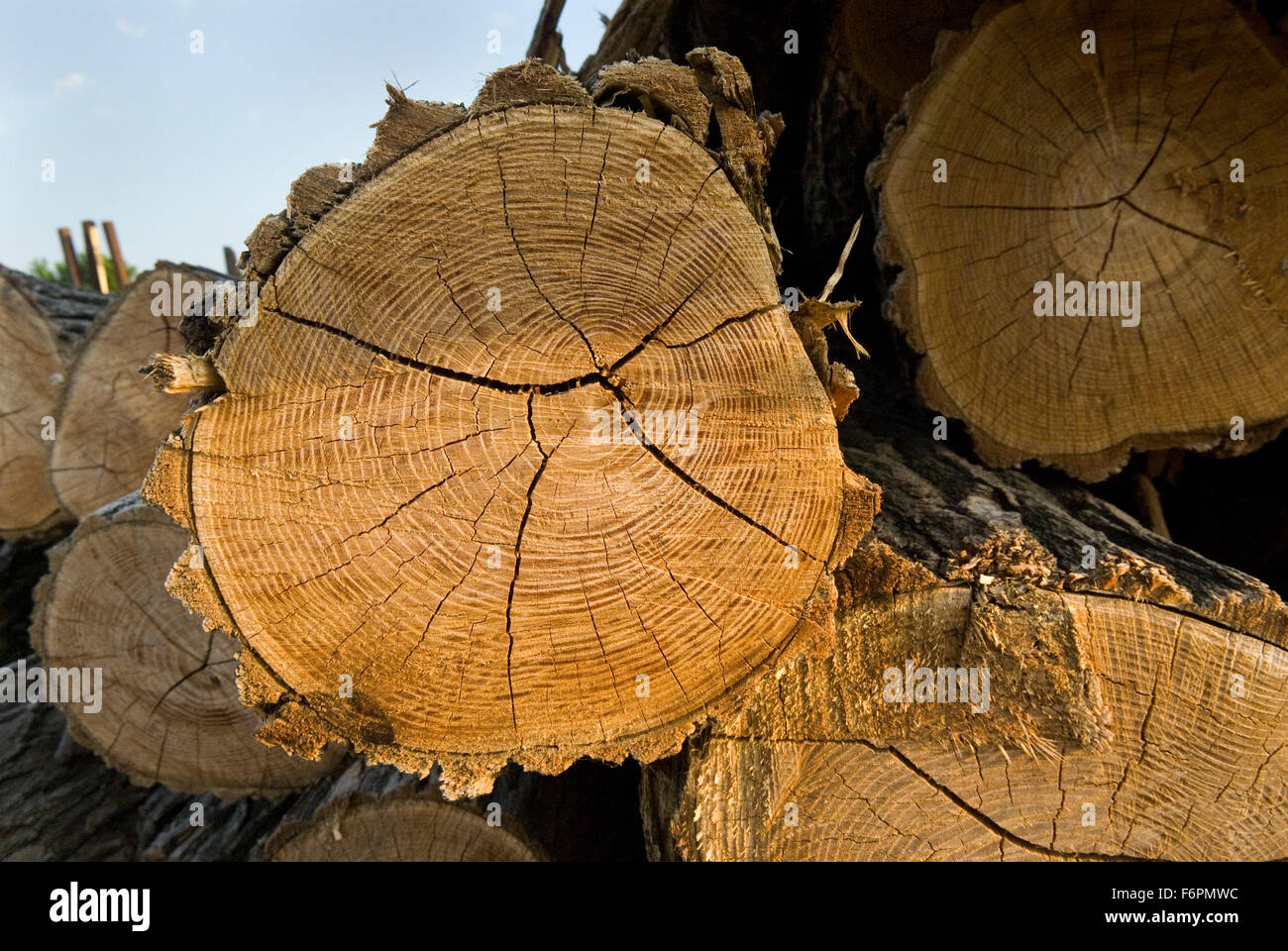 How to cut logs hi-res stock photography and images - Alamy